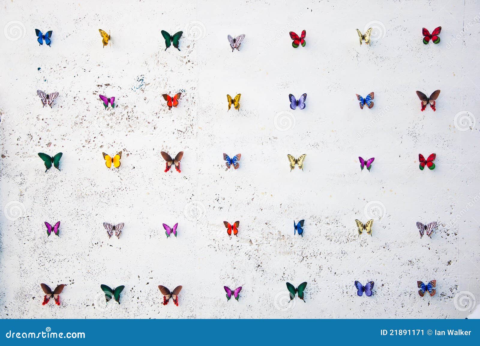 Rows of Butterflies stock image. Image of insect, wall - 21891171