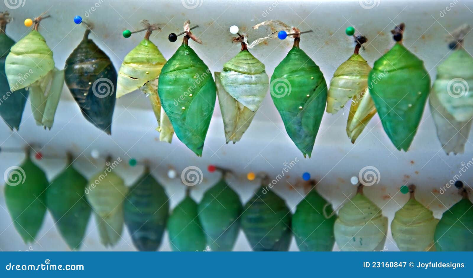 Insect Pupas Royalty-Free Stock Photo | CartoonDealer.com #66933453