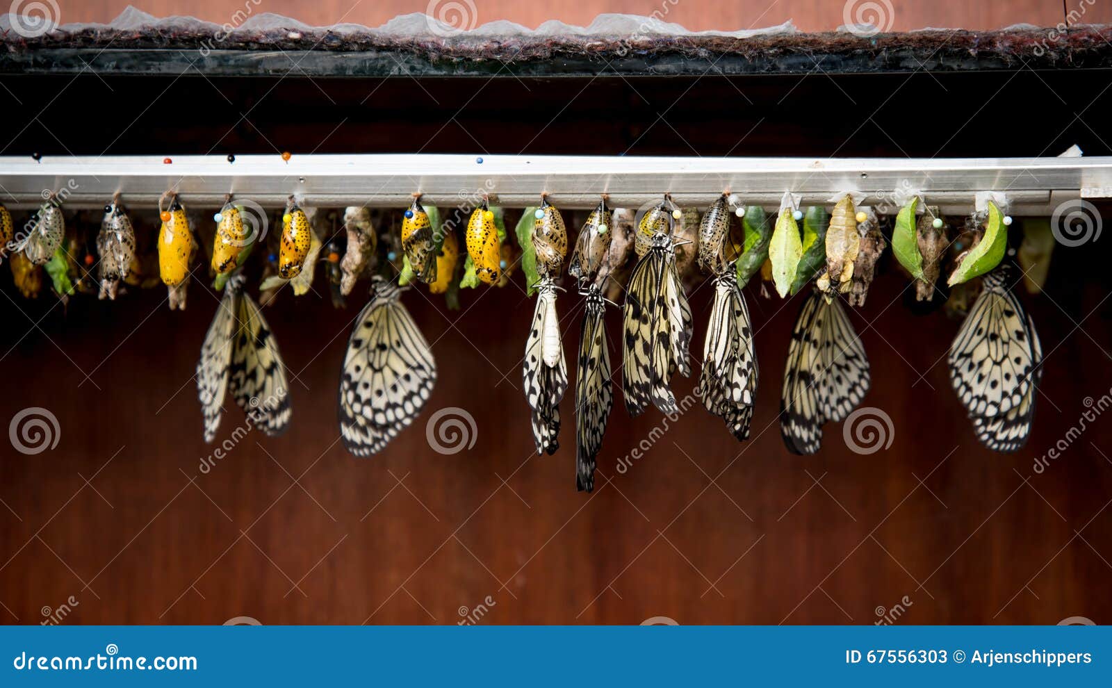 Rows of Butterfly Cocoons and Hatched Butterfly Stock Image - Image of ...