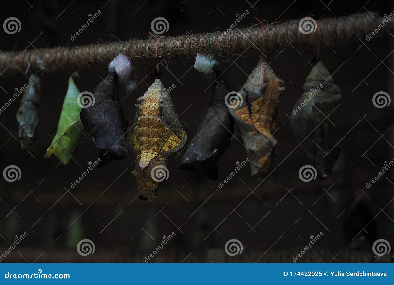 Rows of Butterfly Cocoons and Newly Hatched Butterfly Stock Image ...