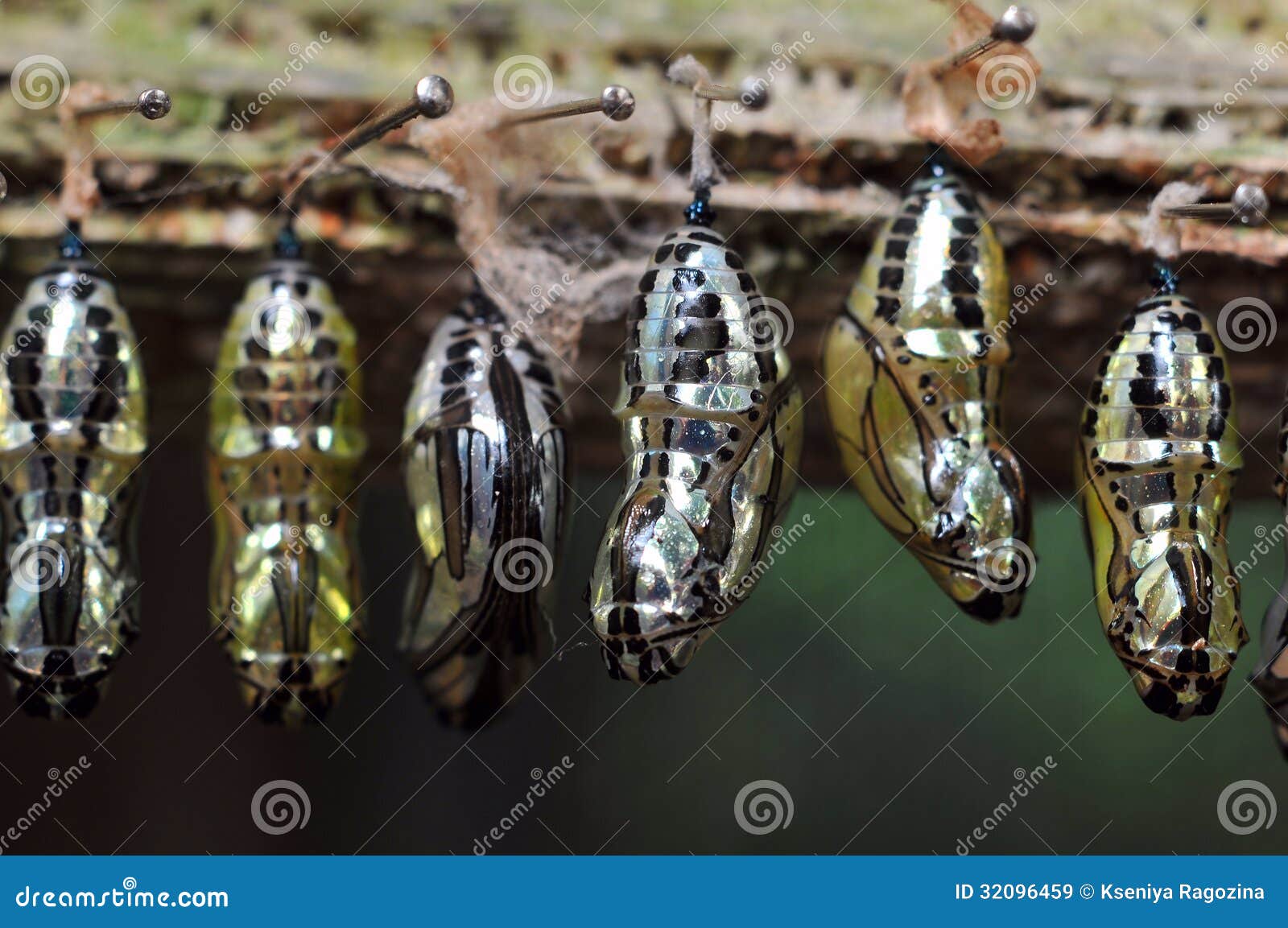Rows of butterfly cocoons stock image. Image of hatching - 32096459