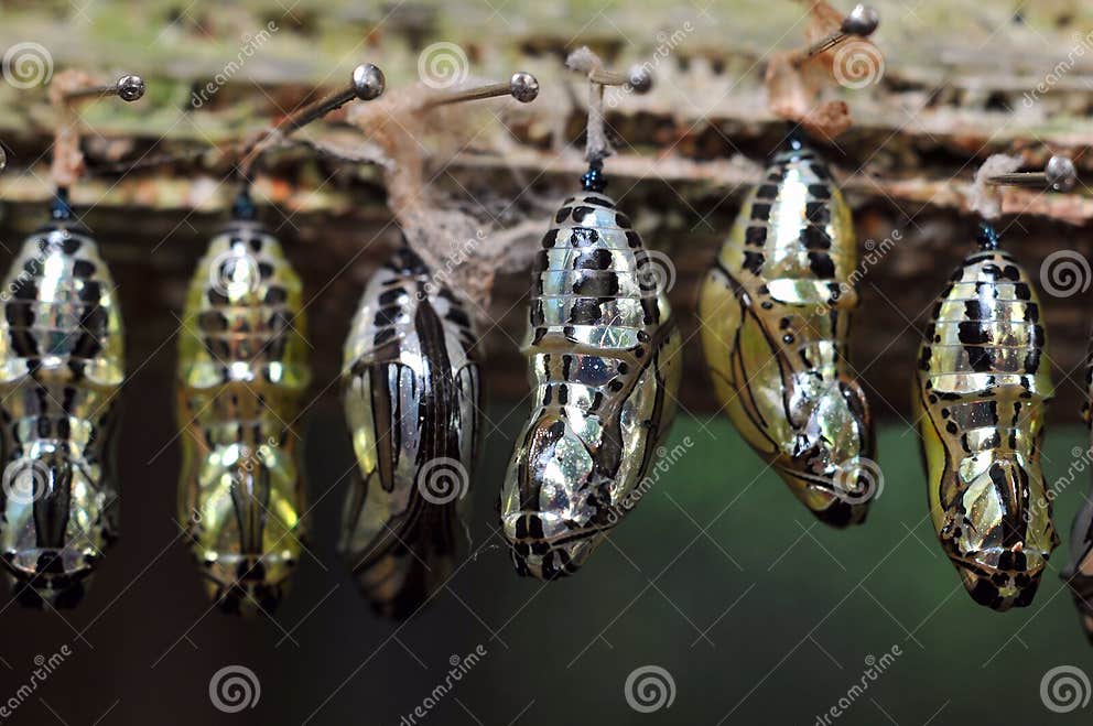 Rows of butterfly cocoons stock image. Image of hatching - 32096459