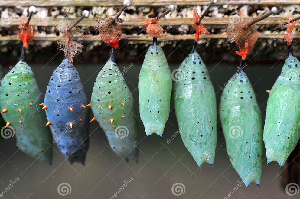 Rows of butterfly cocoons stock image. Image of butterfly - 32096491