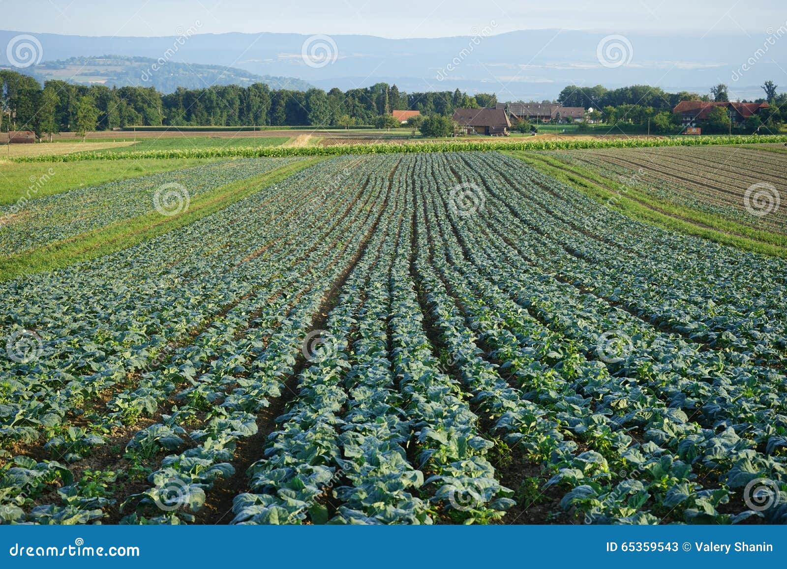 Rows of cabage stock image. Image of landscape, tracks - 65359543