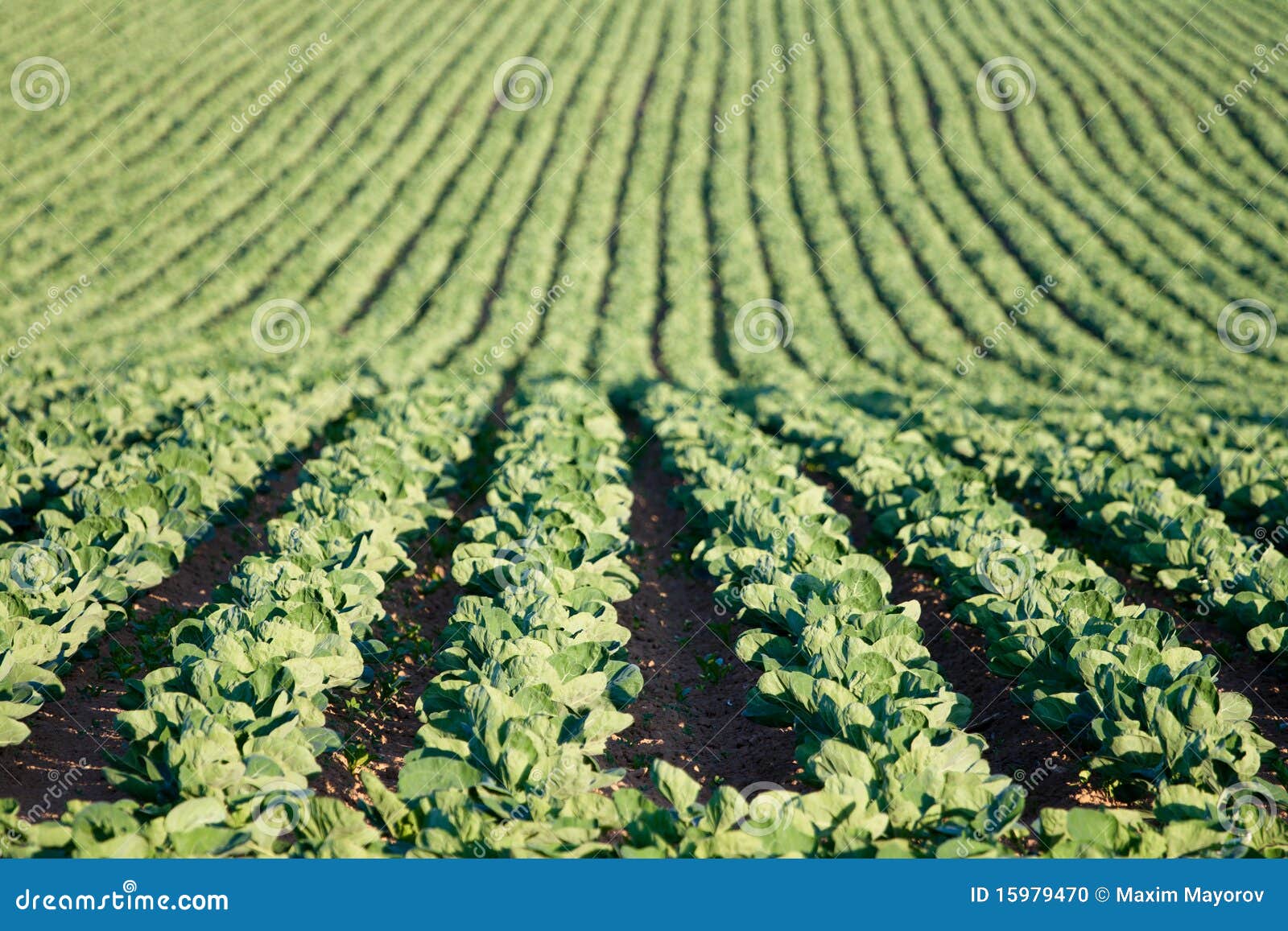 Rows of cabbage on a field stock photo. Image of ground - 15979470