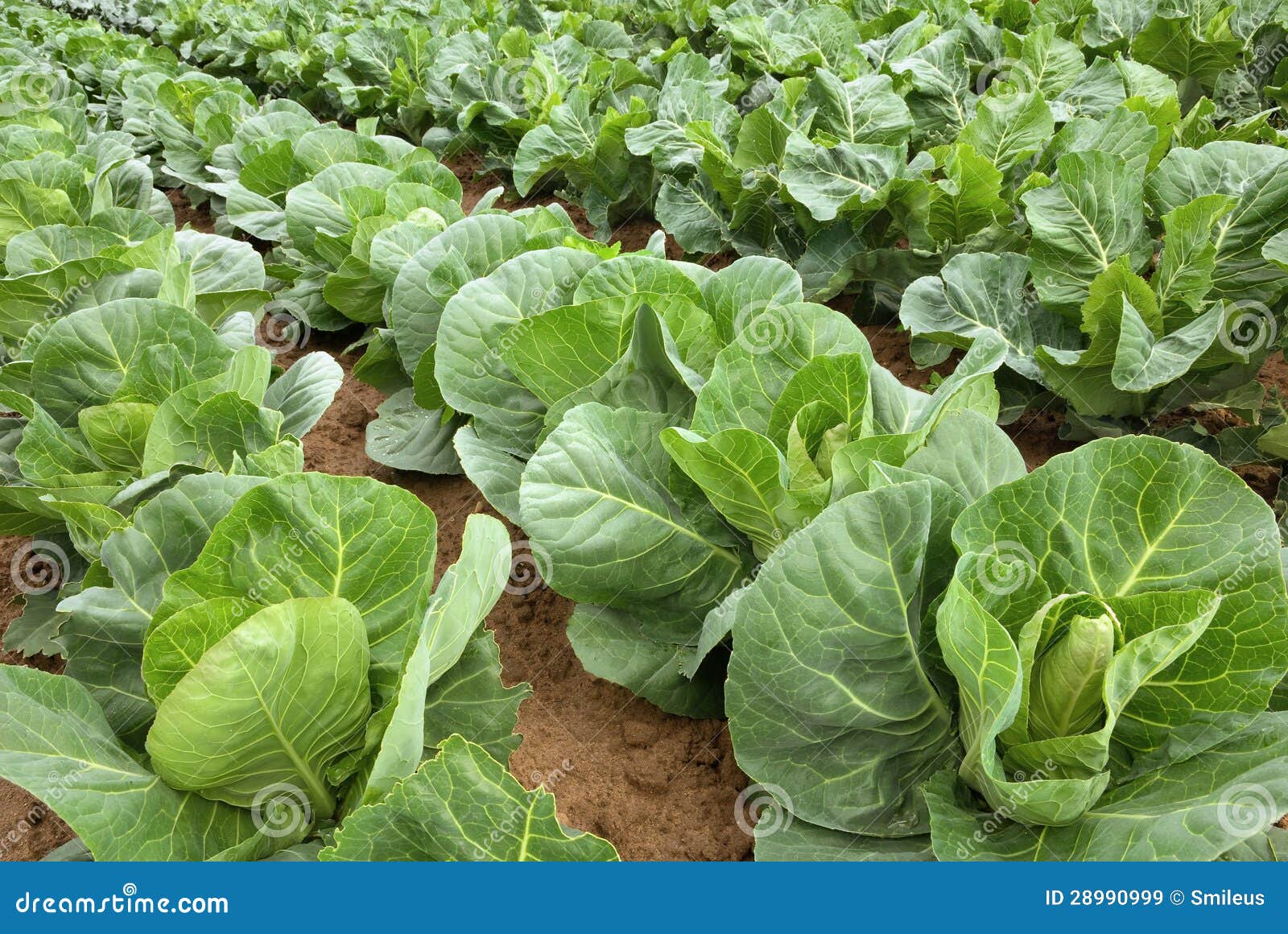 Rows of cabbage on a field stock image. Image of herbs - 28990999
