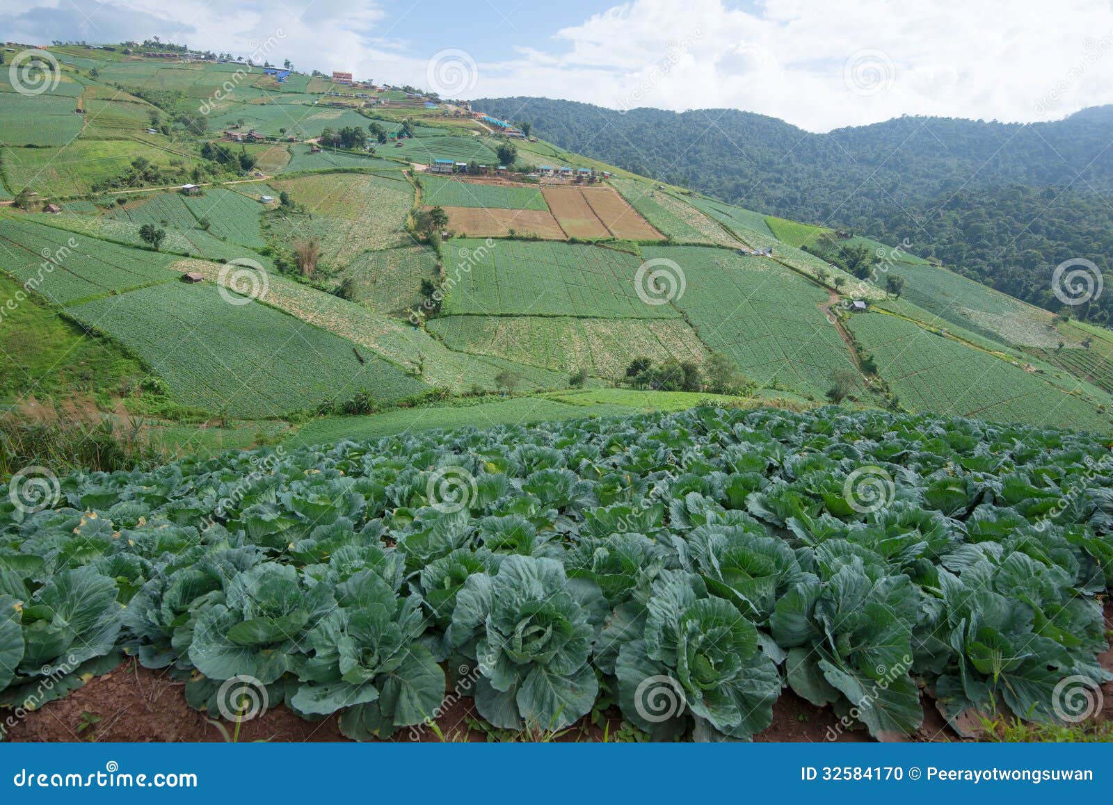 Rows of cabbage on a field stock photo. Image of berk - 32584170