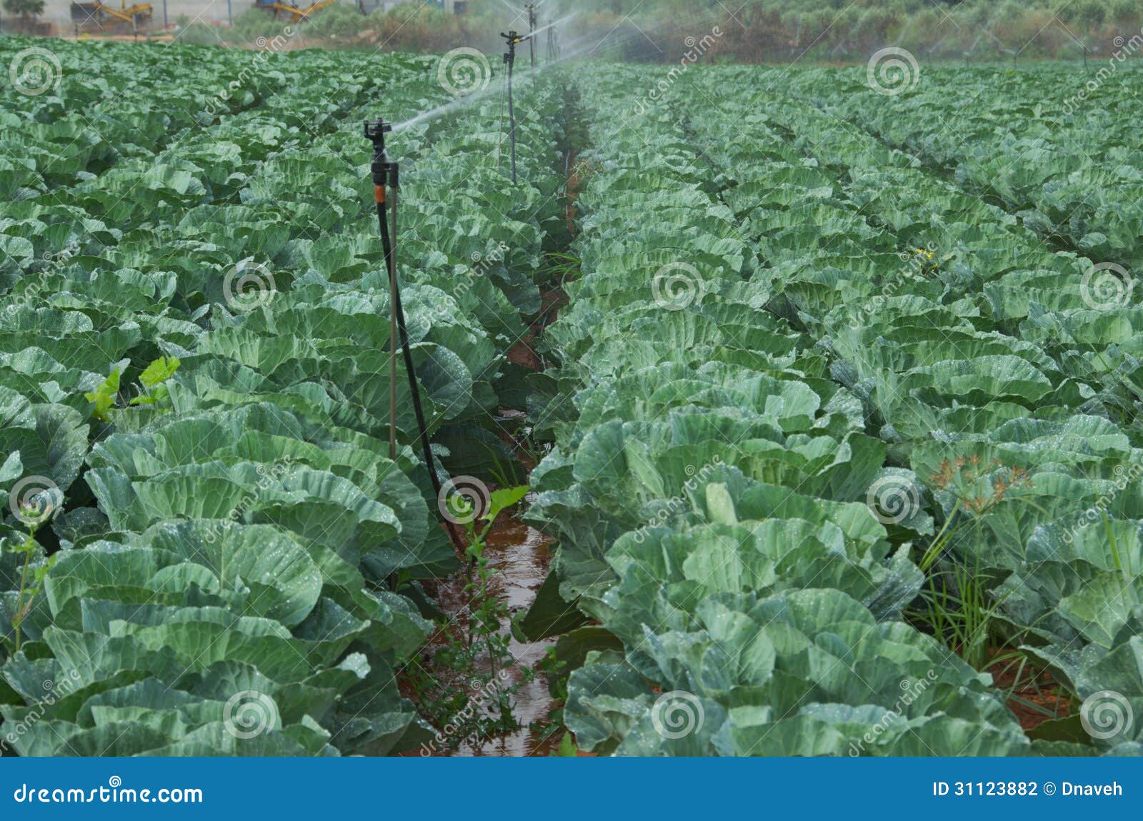 Rows of Cabbage stock photo. Image of health, irrigation - 31123882