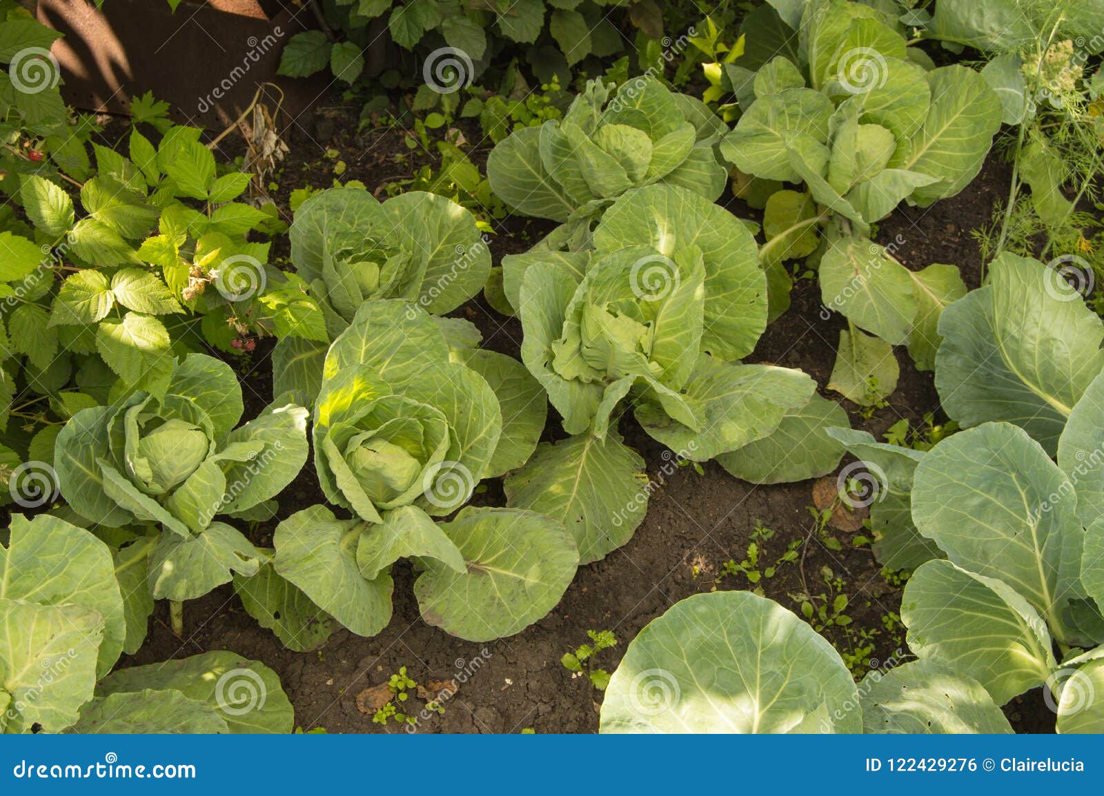 Rows of Cabbage Growing in the Garden Outdoors, Bright Sunlight Stock ...