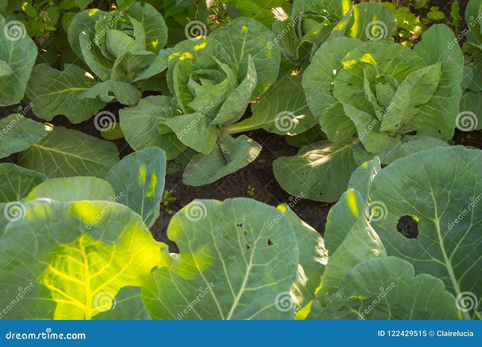 Rows of Cabbage Growing in the Garden Outdoors, Bright Sunlight Stock ...
