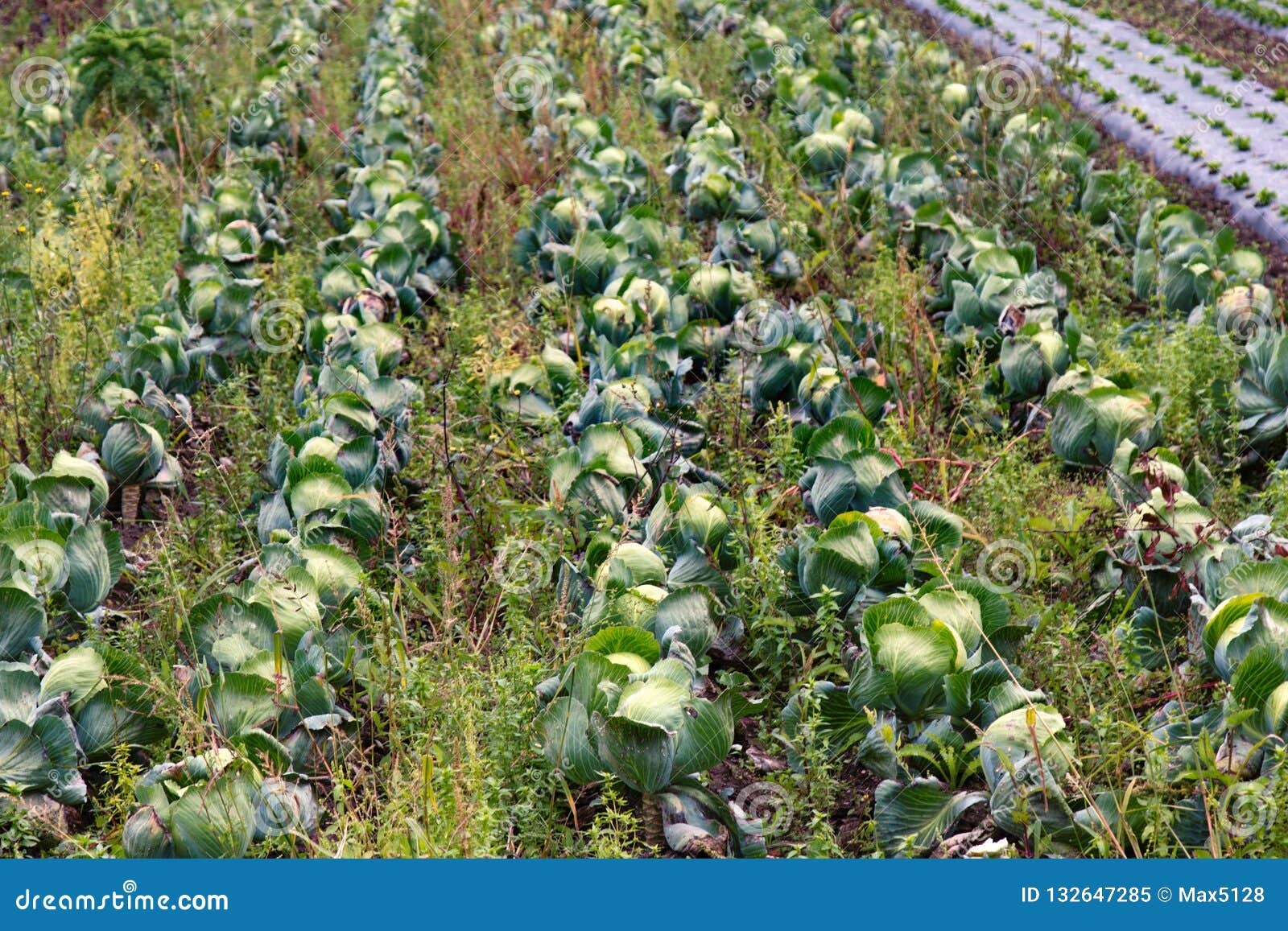 Rows of cabbage stock image. Image of economy, barton - 132647285