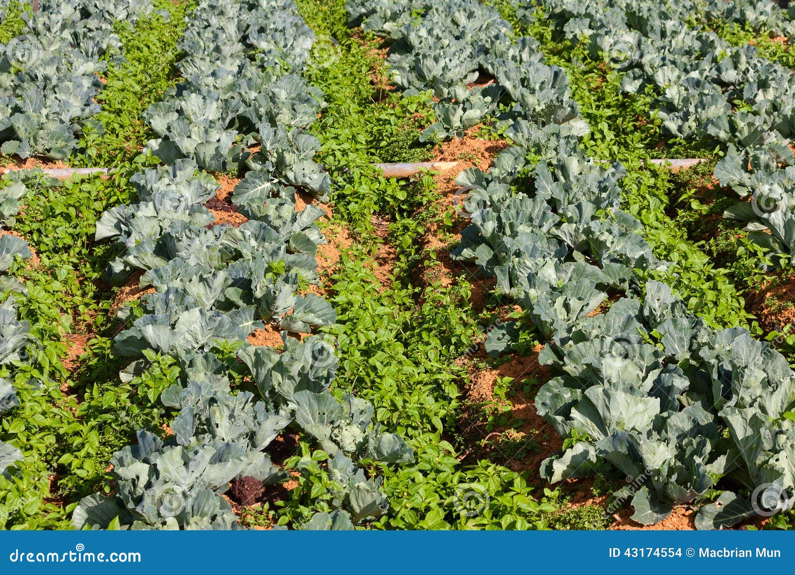 Rows of cabbage vegetable stock photo. Image of crop - 43174554
