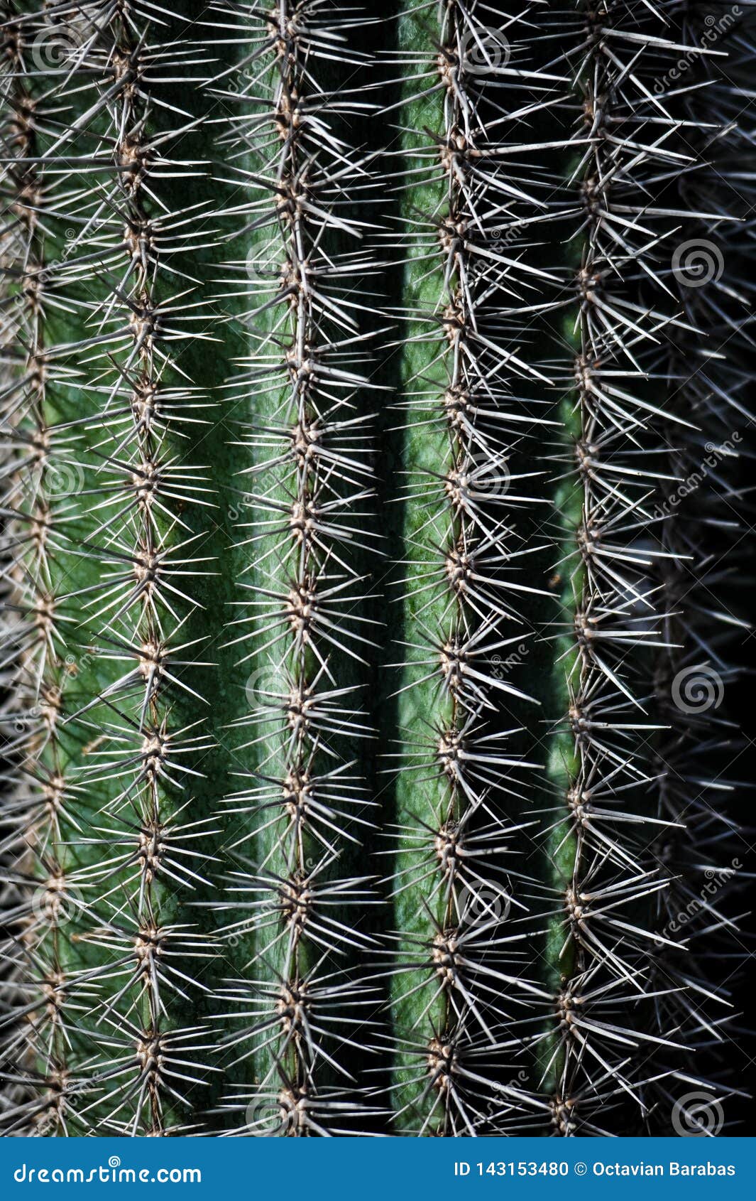 Rows of Cactus Spikes in Light and Shadow Stock Photo - Image of plant ...