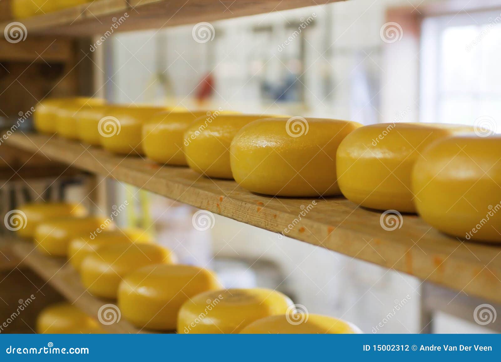 Rows of Cheese Maturing in Factory Stock Photo - Image of dairy, milk ...