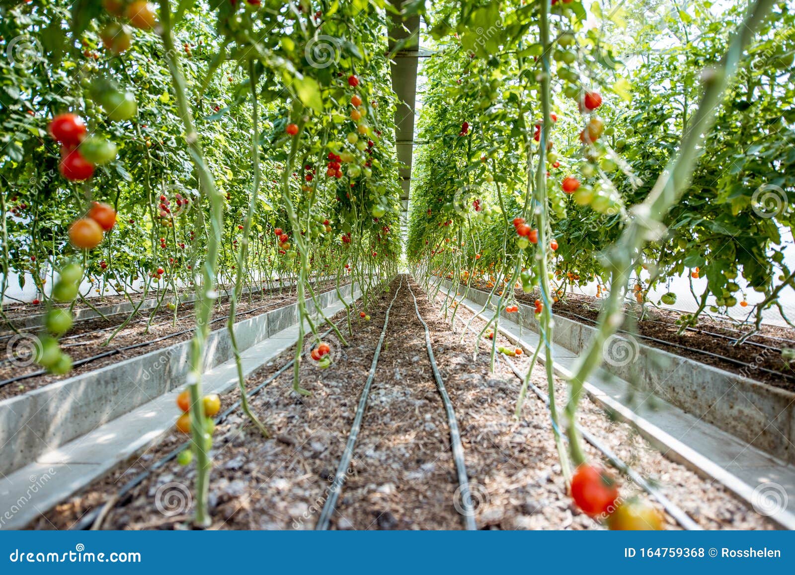 Rows with Cherry Tomatoes on the Farm Stock Photo - Image of natural ...