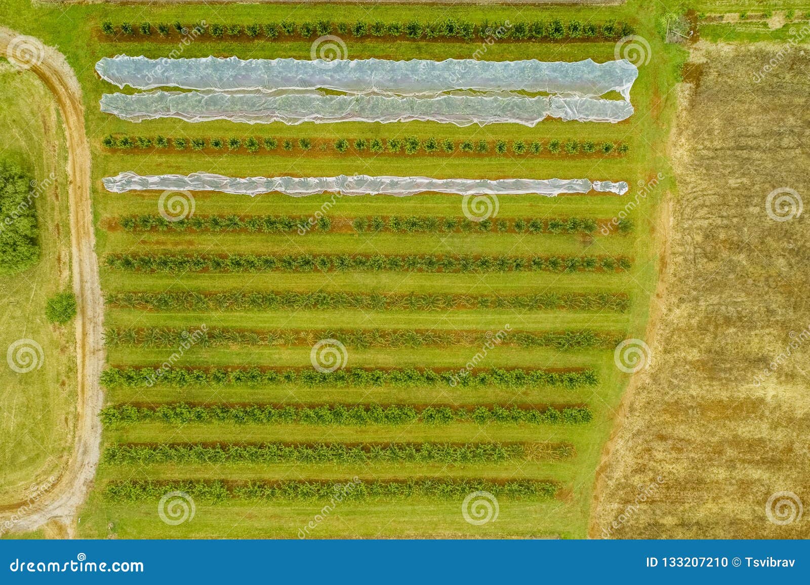 Rows of Cherry Trees on a Farm. Stock Photo - Image of rows ...