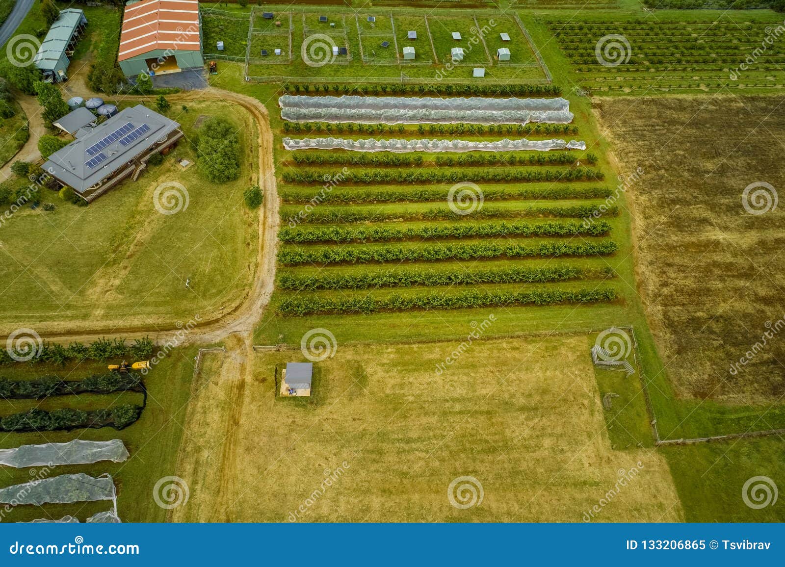 Rows of Cherry Trees on a Farm. Stock Image - Image of green ...