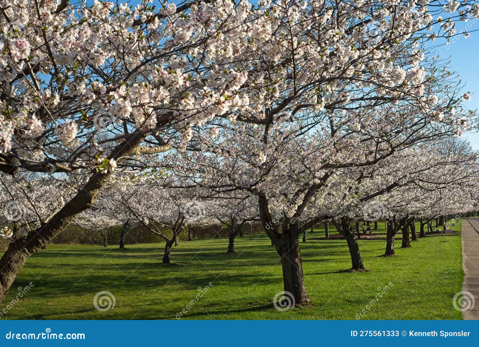Rows of Cherry Trees in Morning Light Stock Image - Image of trees ...