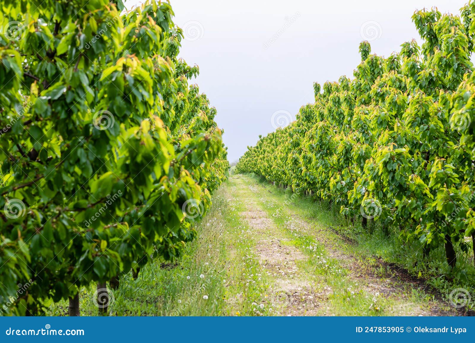 Rows of Cherry Trees in an Orchard Stock Image - Image of harvest, blue ...