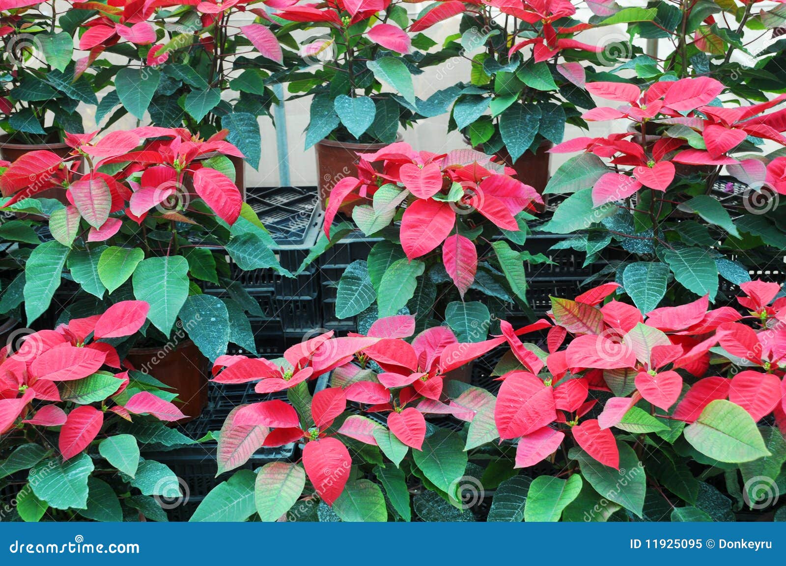 Rows of Christmas roses stock image. Image of ornamental - 11925095
