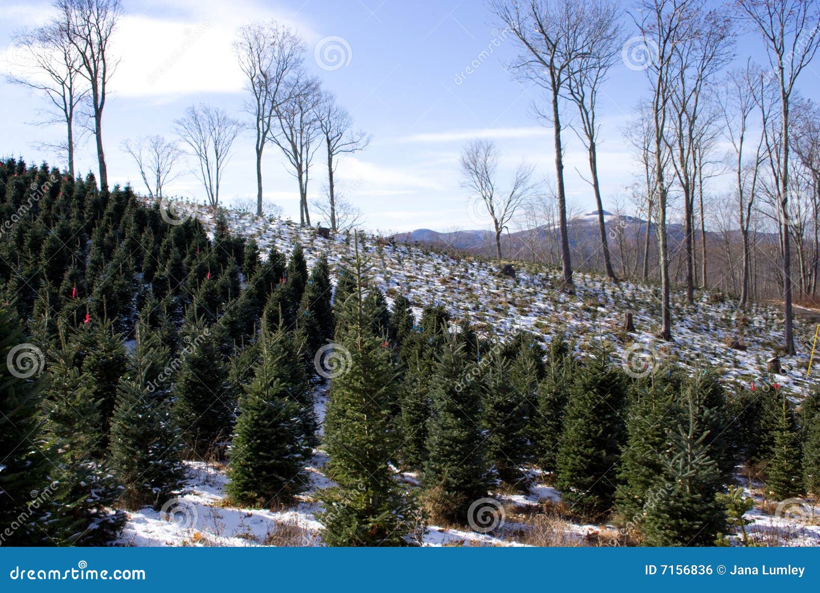 Rows of Christmas Trees stock photo. Image of mountains - 7156836