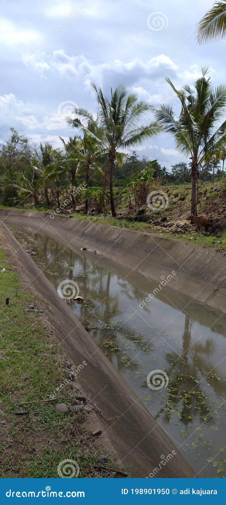 Rows of Coconut Trees on the Edge of the Water Channel Stock Photo ...