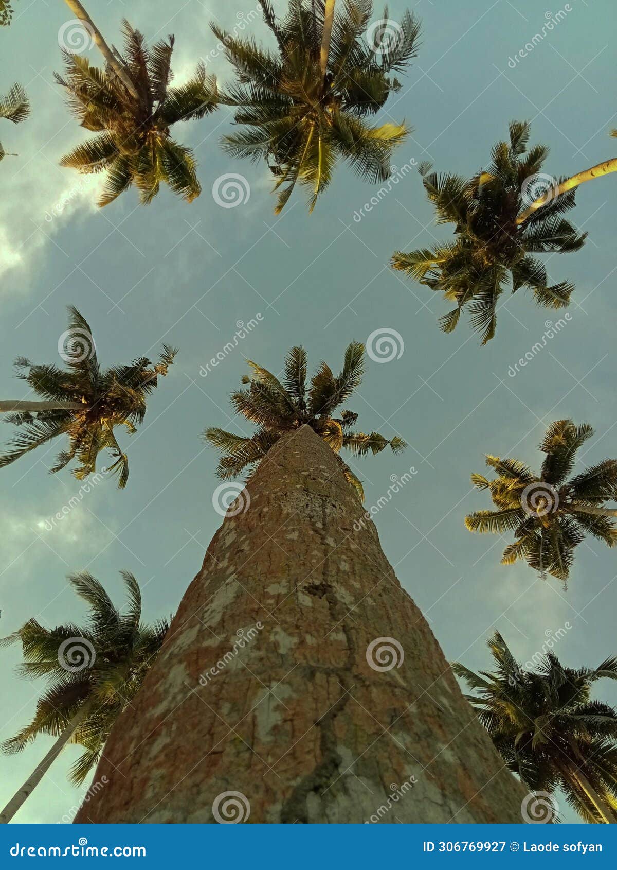 Rows of coconut trees stock image. Image of coconut - 306769927