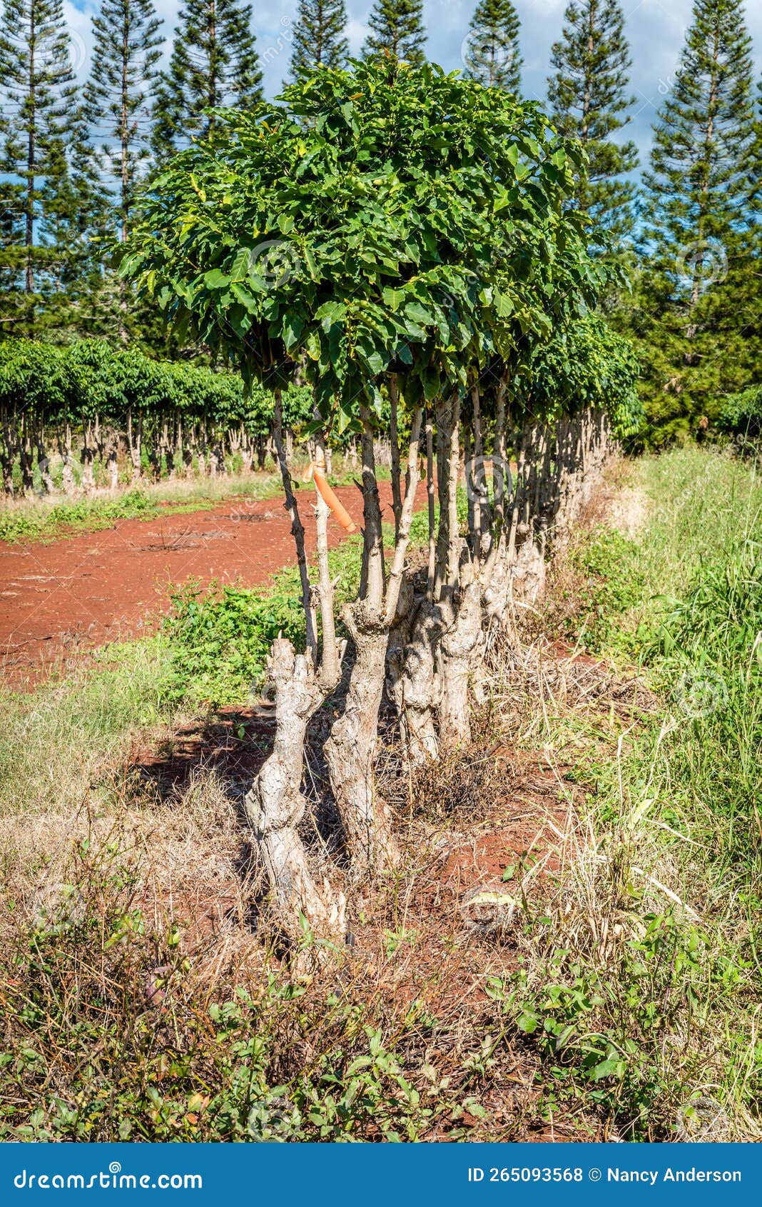 Rows of Coffee Trees on Oahu, Hawaii Stock Photo - Image of arabica ...