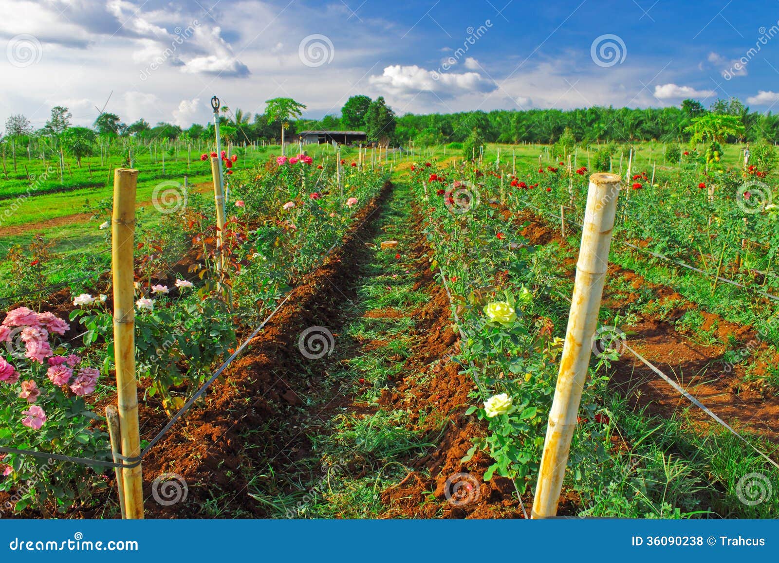 Rows of Colorful Rose in Rose Farm Stock Photo - Image of agriculture ...