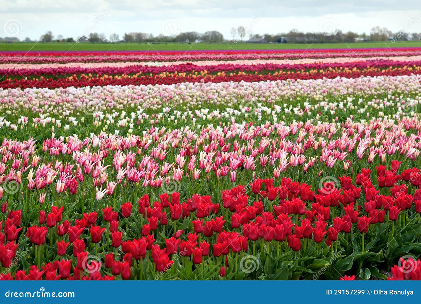 Rows of Colorful Tulips in Netherlands Stock Image - Image of line ...