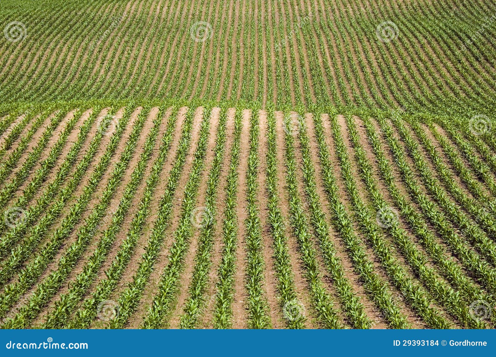 Rows of Corn stock photo. Image of agricultural, landscape - 29393184