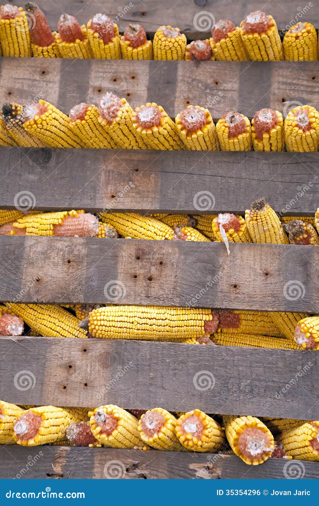 Rows of corn cobs stock photo. Image of equipment, farm - 35354296