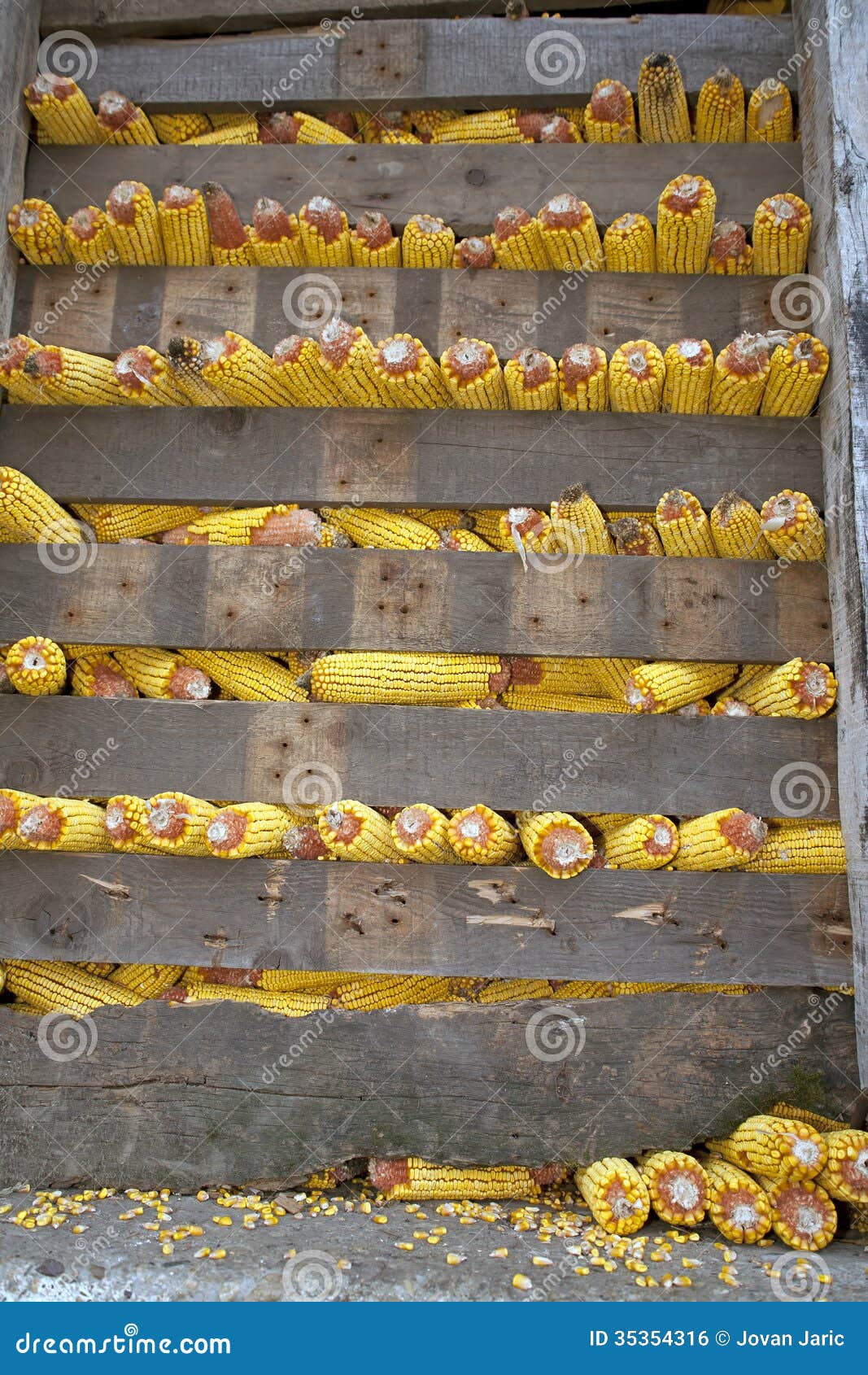 Rows of corn cobs stock photo. Image of corn, outdoors - 35354316