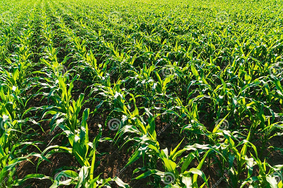Rows of Corn on a Cornfield. a Green Field of Corn Growing Up Stock ...
