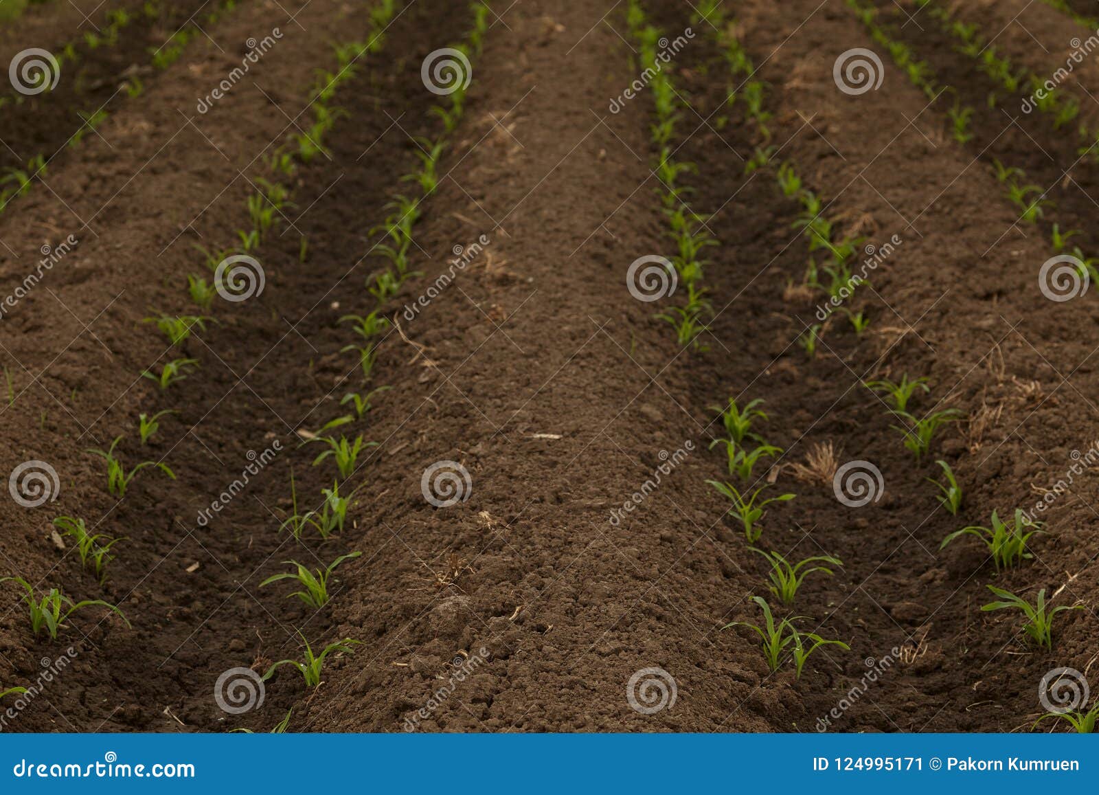 Rows Corn of Crops Growing stock image. Image of agriculture - 124995171