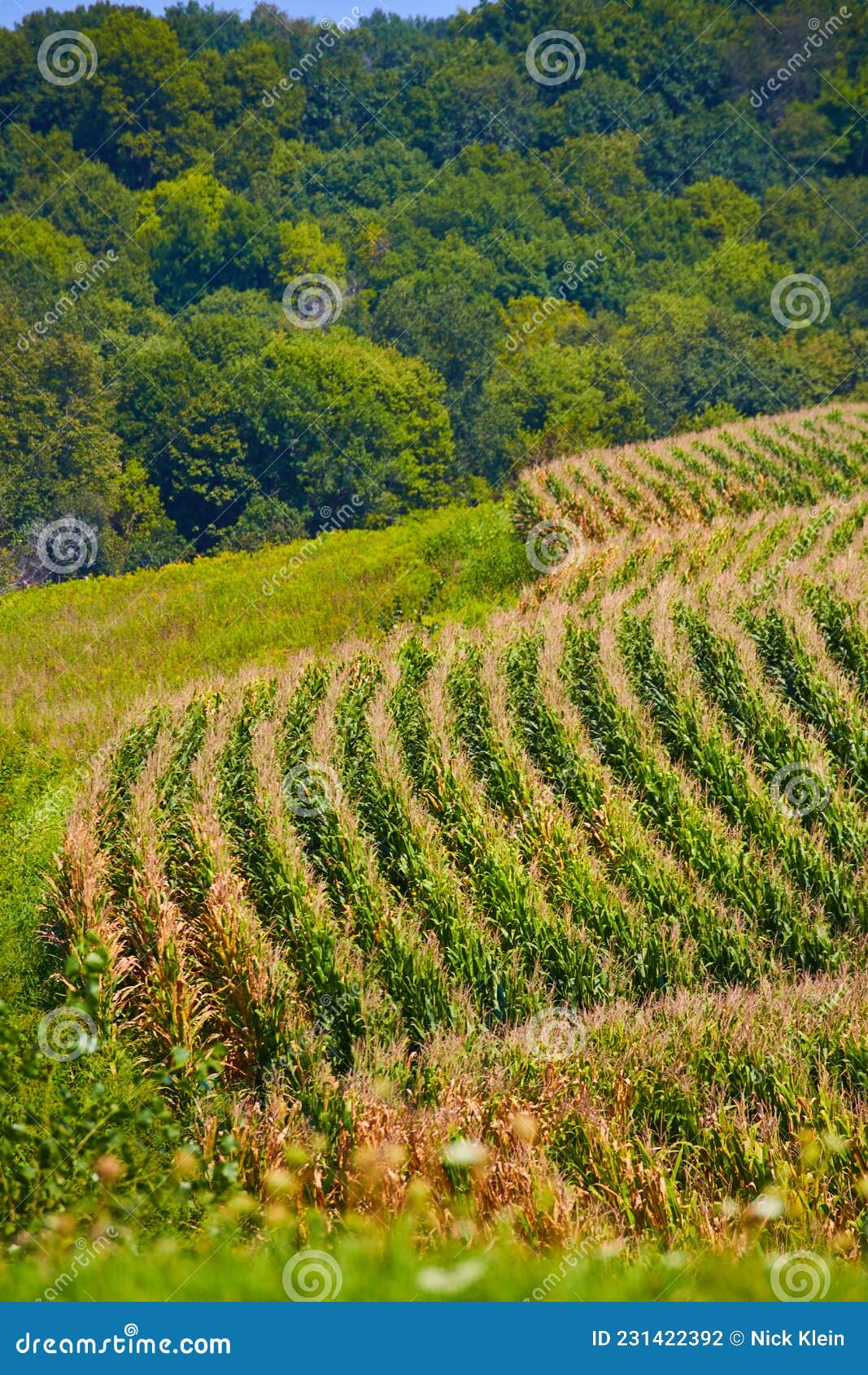 Rows of Corn in Farm Field Vertical Stock Photo - Image of land ...