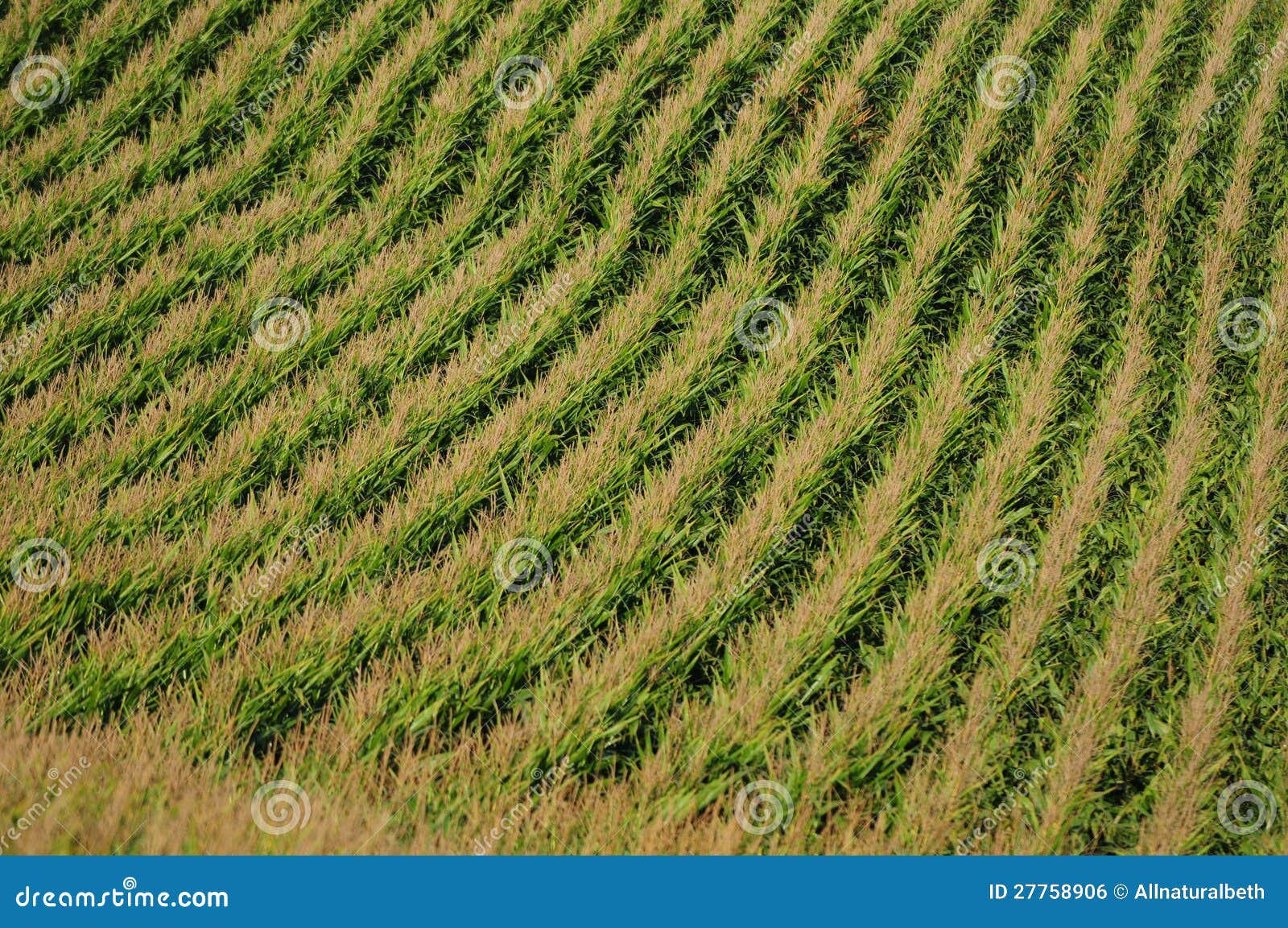Rows of Corn on a Farm for Harvesting Stock Photo - Image of ...