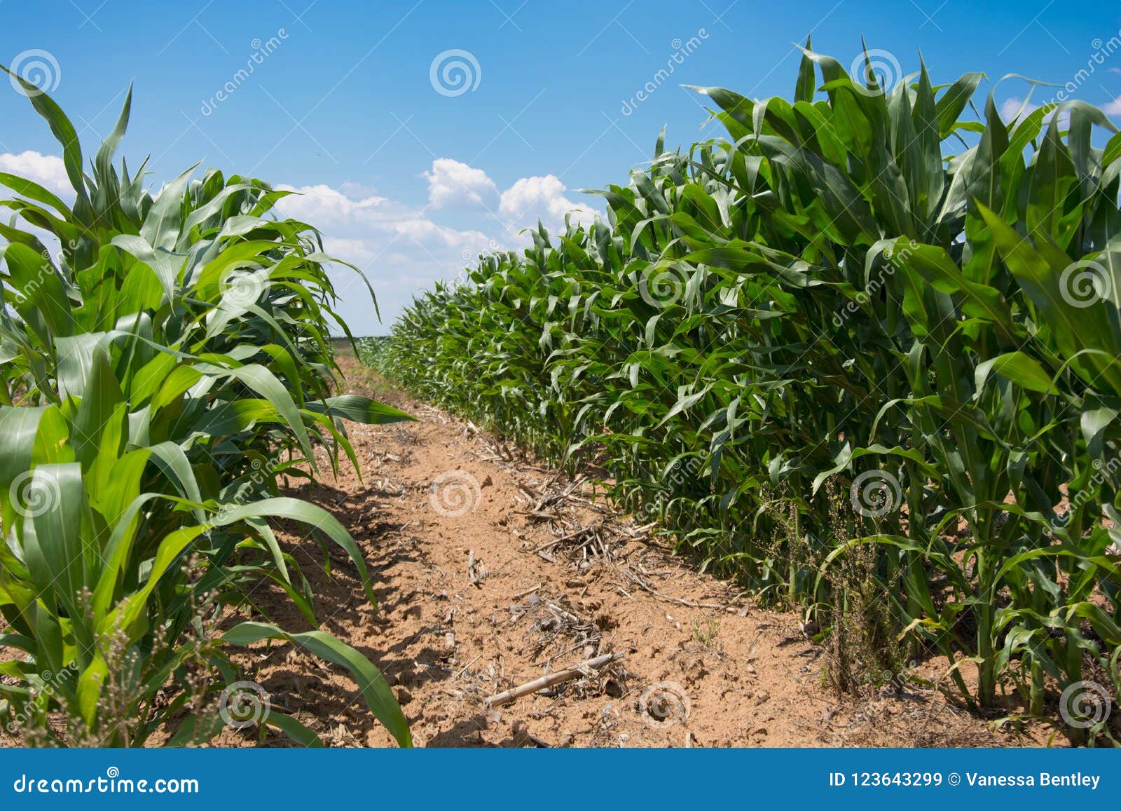 Farm Lands with Rows of Corn Stock Image - Image of freestate, rows ...
