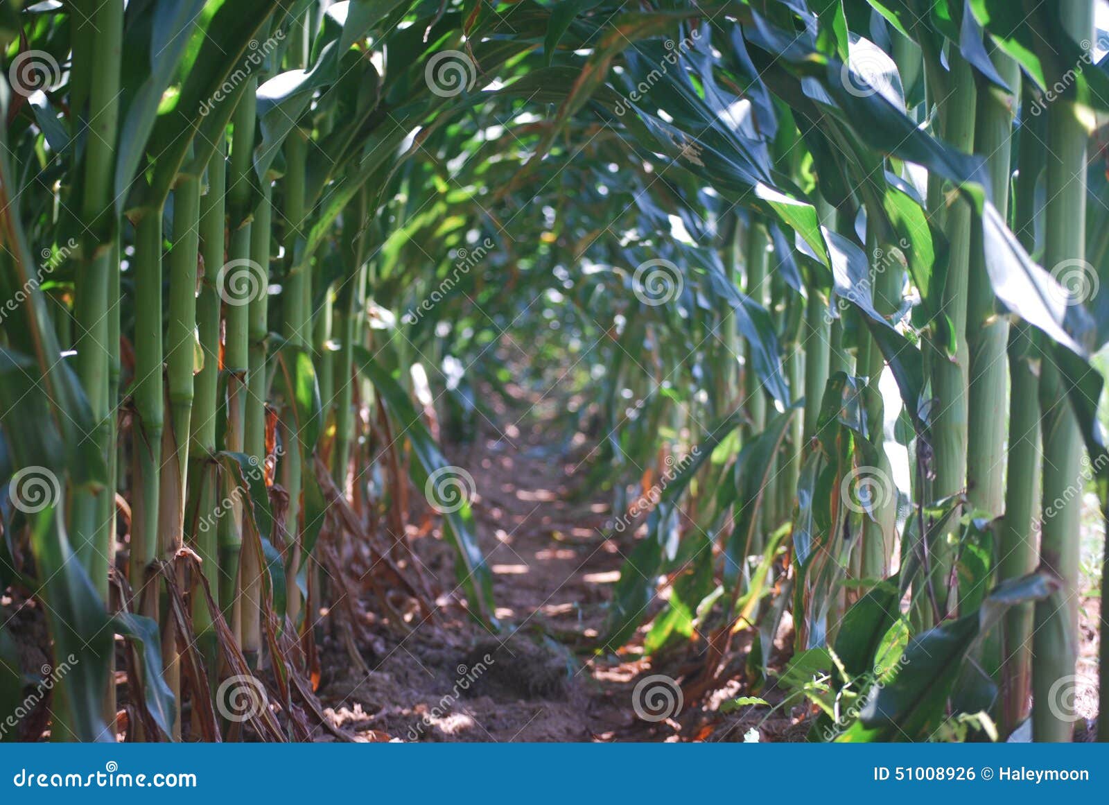 Rows of Corn stock photo. Image of growing, farm, corn - 51008926