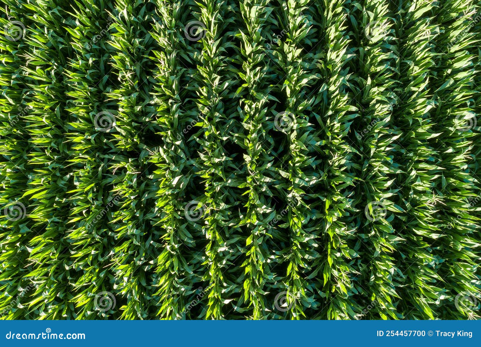Rows of corn in a field stock photo. Image of summer - 254457700