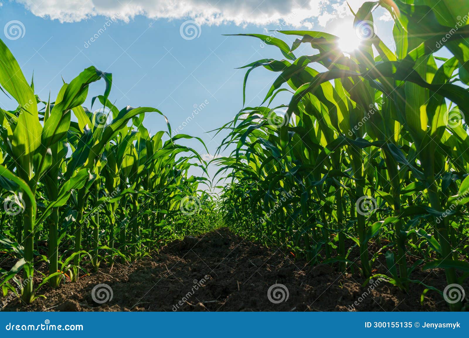 Rows of Corn in a Field. Beautiful Rows of Corn. Lush Green Leaves of ...