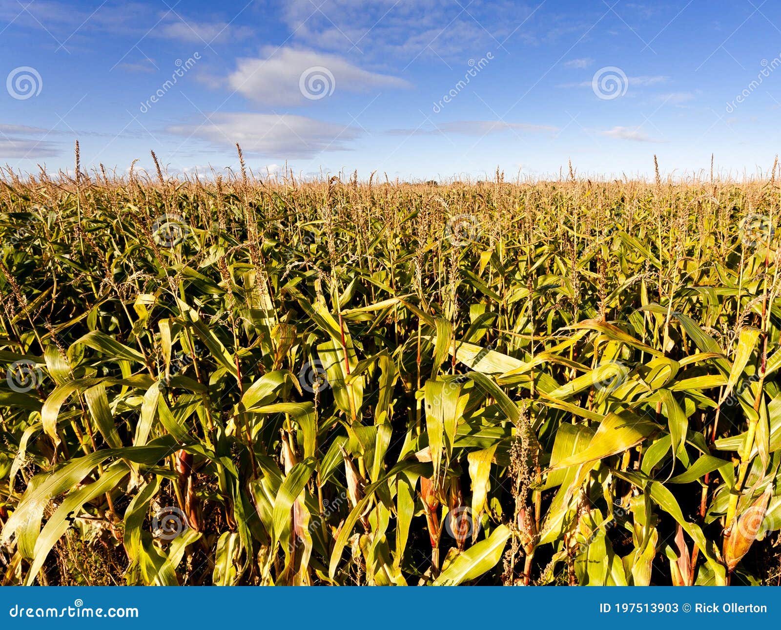 Rows of corn in a field stock image. Image of crop, land - 197513903