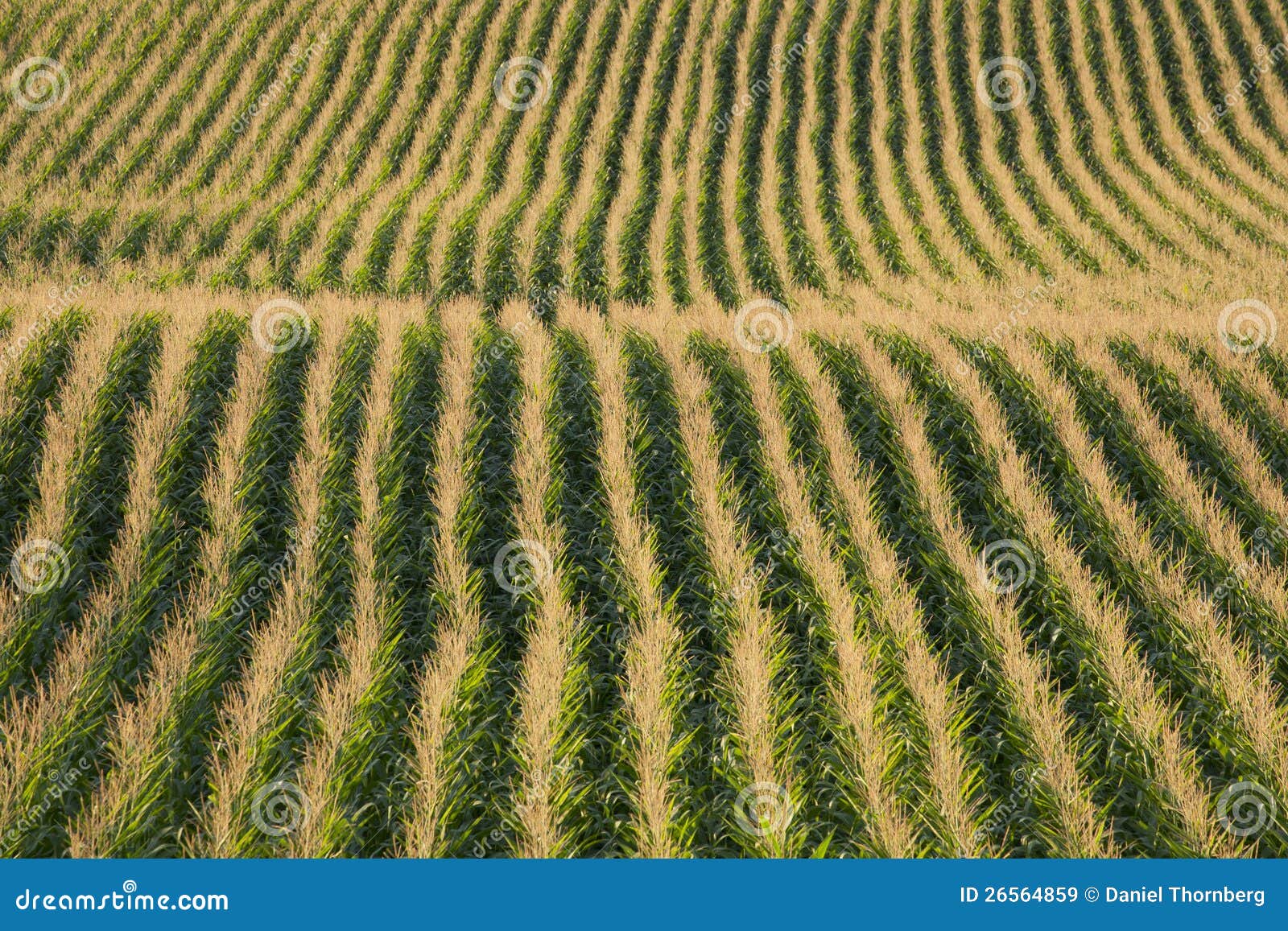 Rows of Corn in a Field in Late Afternoon Sun Stock Image - Image of ...