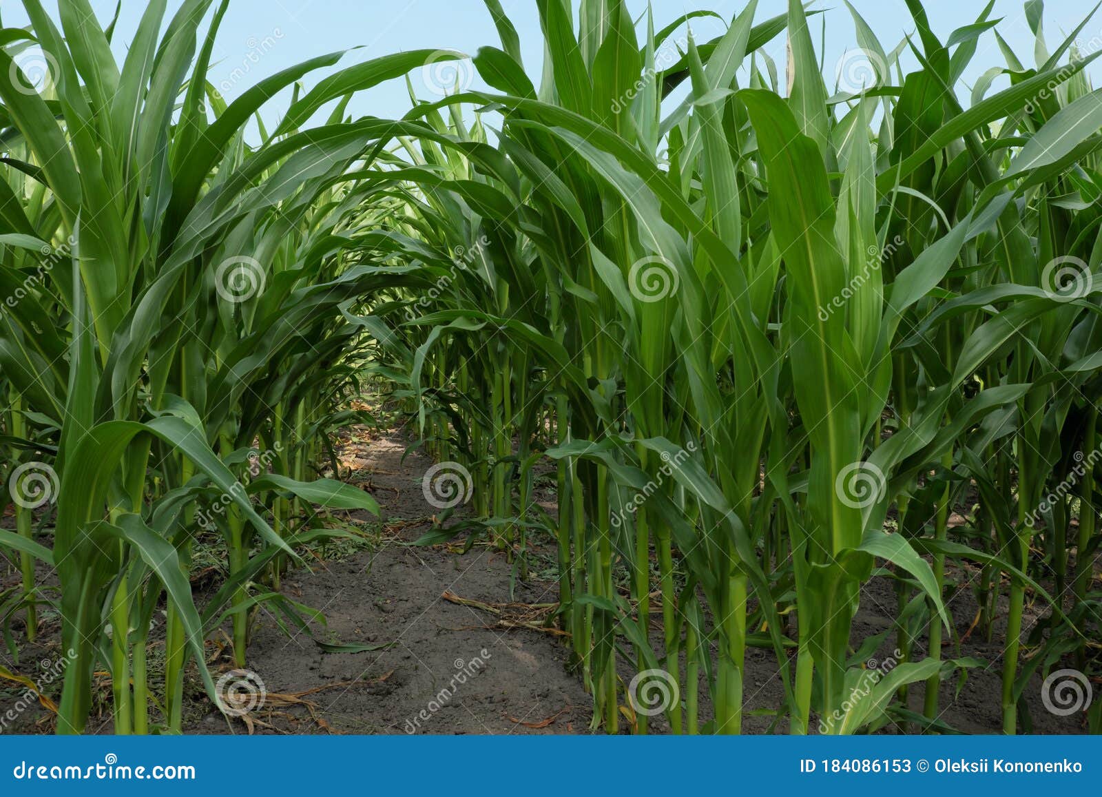 Rows of Corn in the Field. Vitality Corn Stock Image - Image of full ...