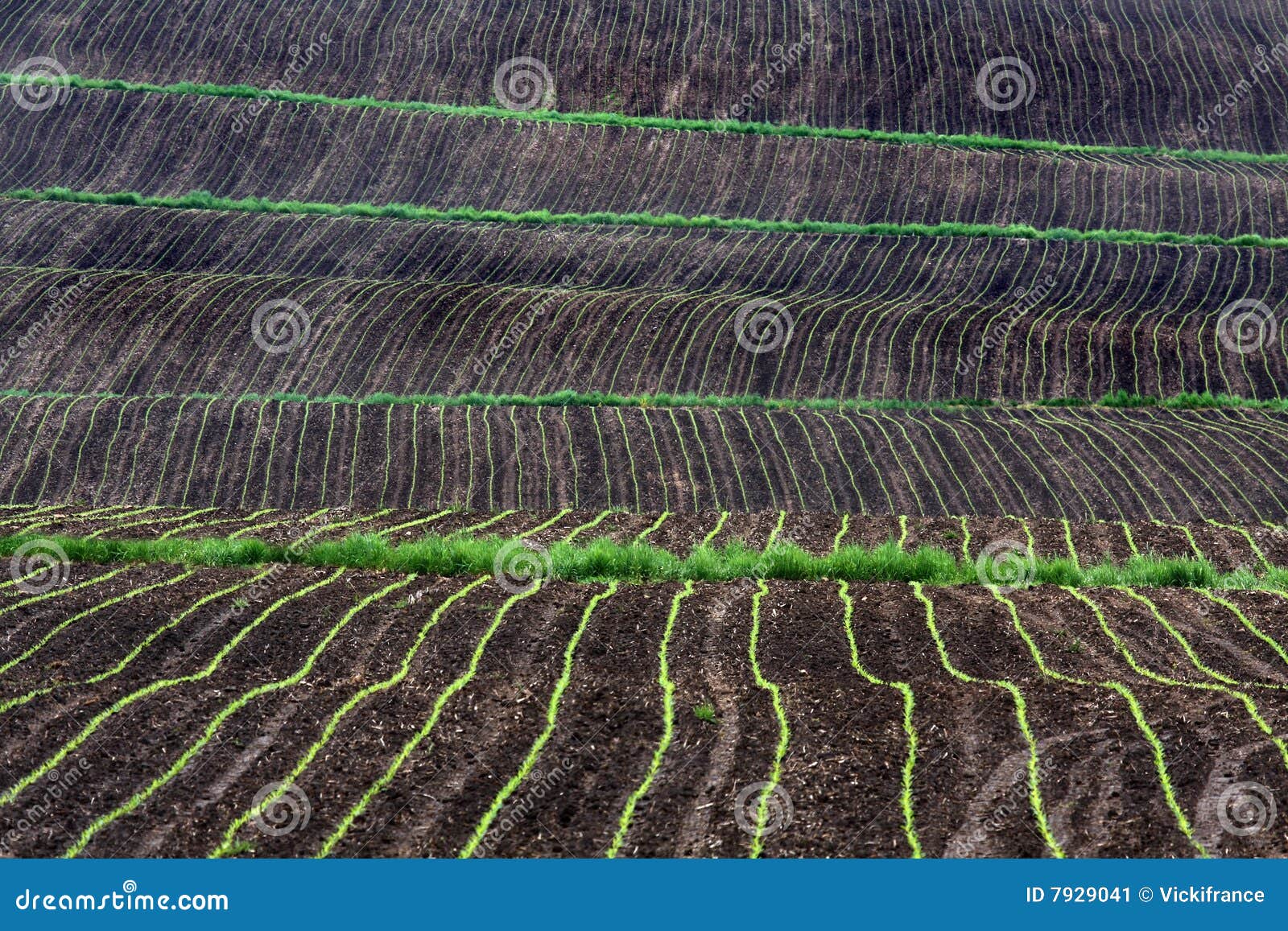 Rows of Corn Growing in Field Stock Image - Image of developing ...
