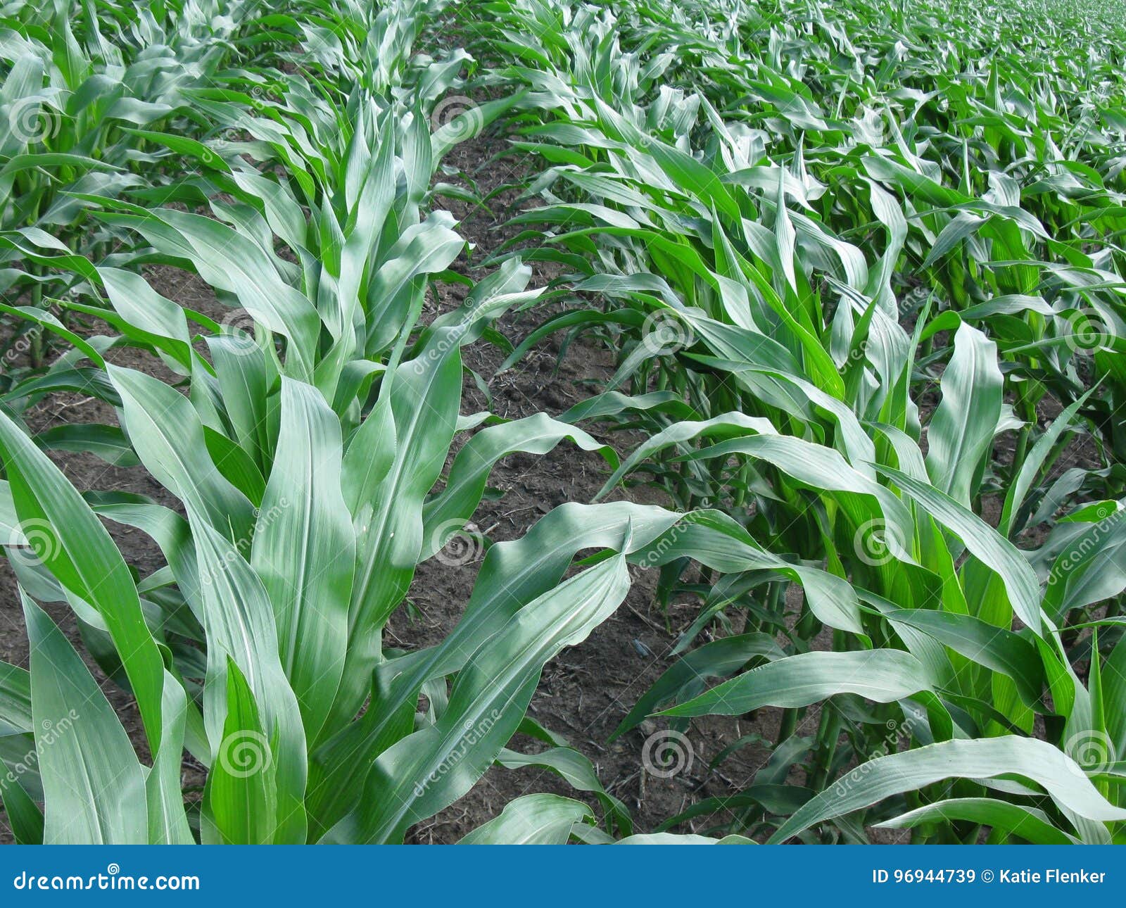 Rows of corn stock image. Image of farm, rural, landscape - 96944739