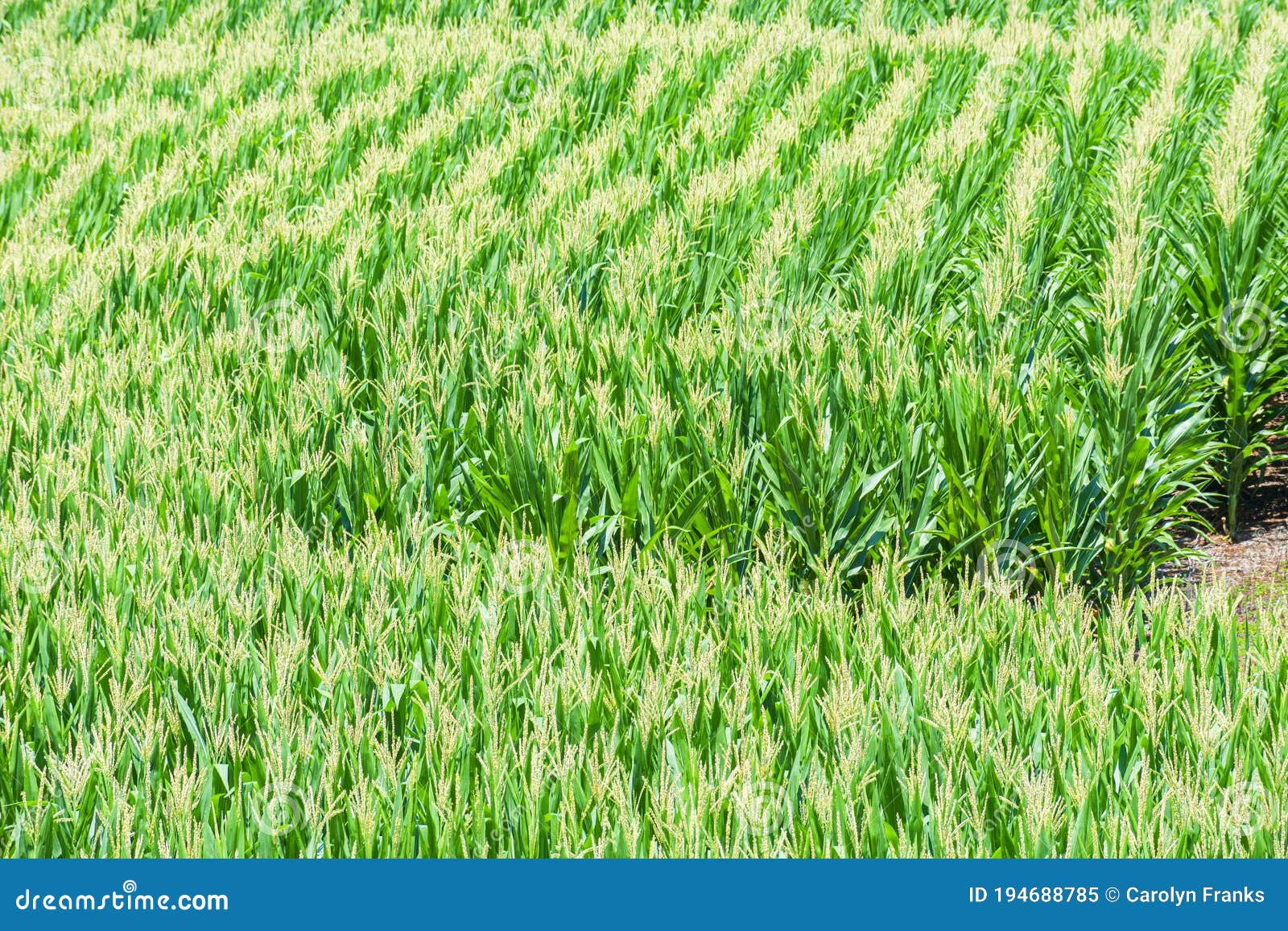 Rows of Corn Growing in Tennessee Summer Stock Image - Image of plants ...