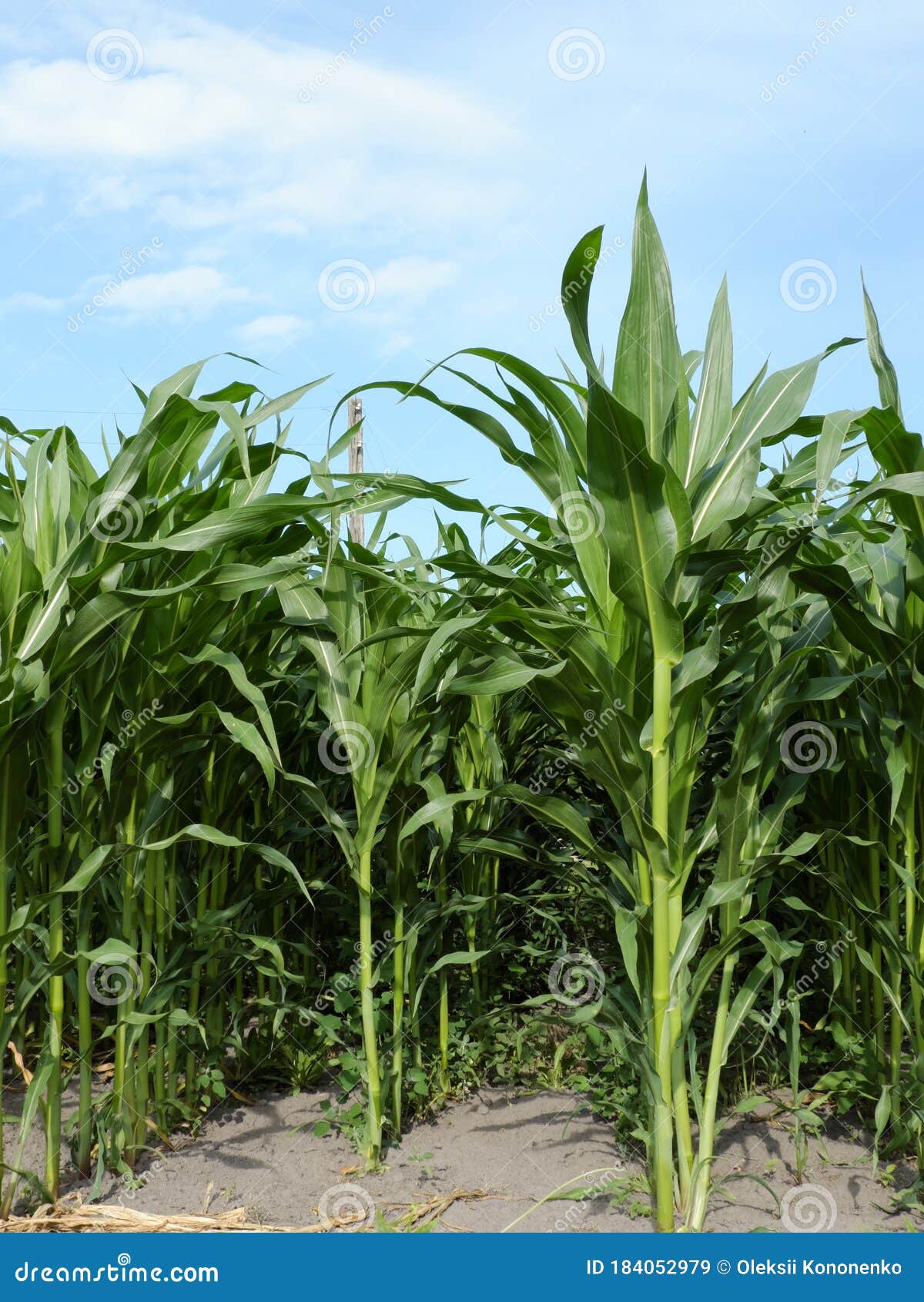 Rows of Corn in a Home Garden Stock Image - Image of environment, dirt ...