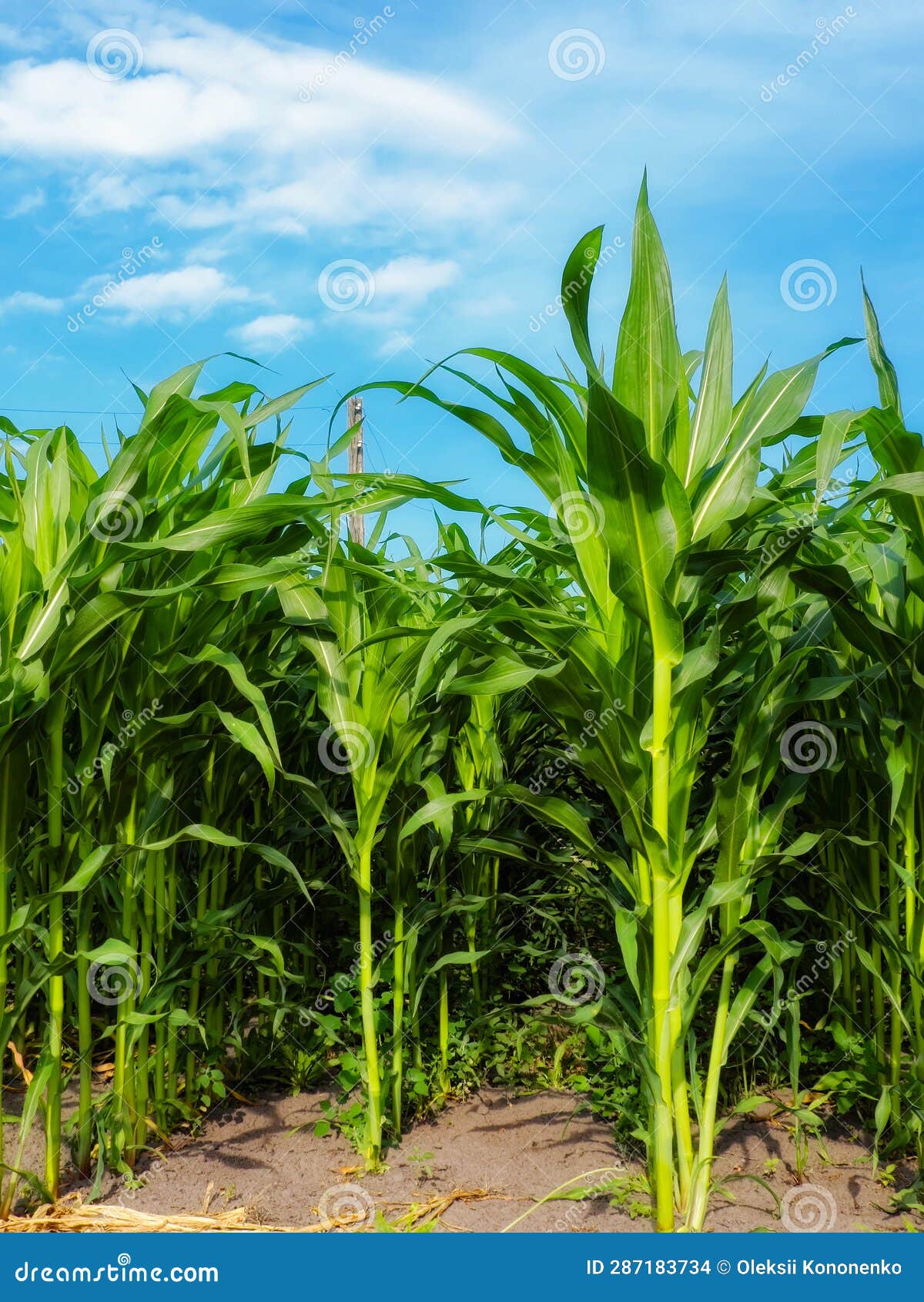 Rows of Corn in a Home Garden Stock Photo - Image of leaf, season ...