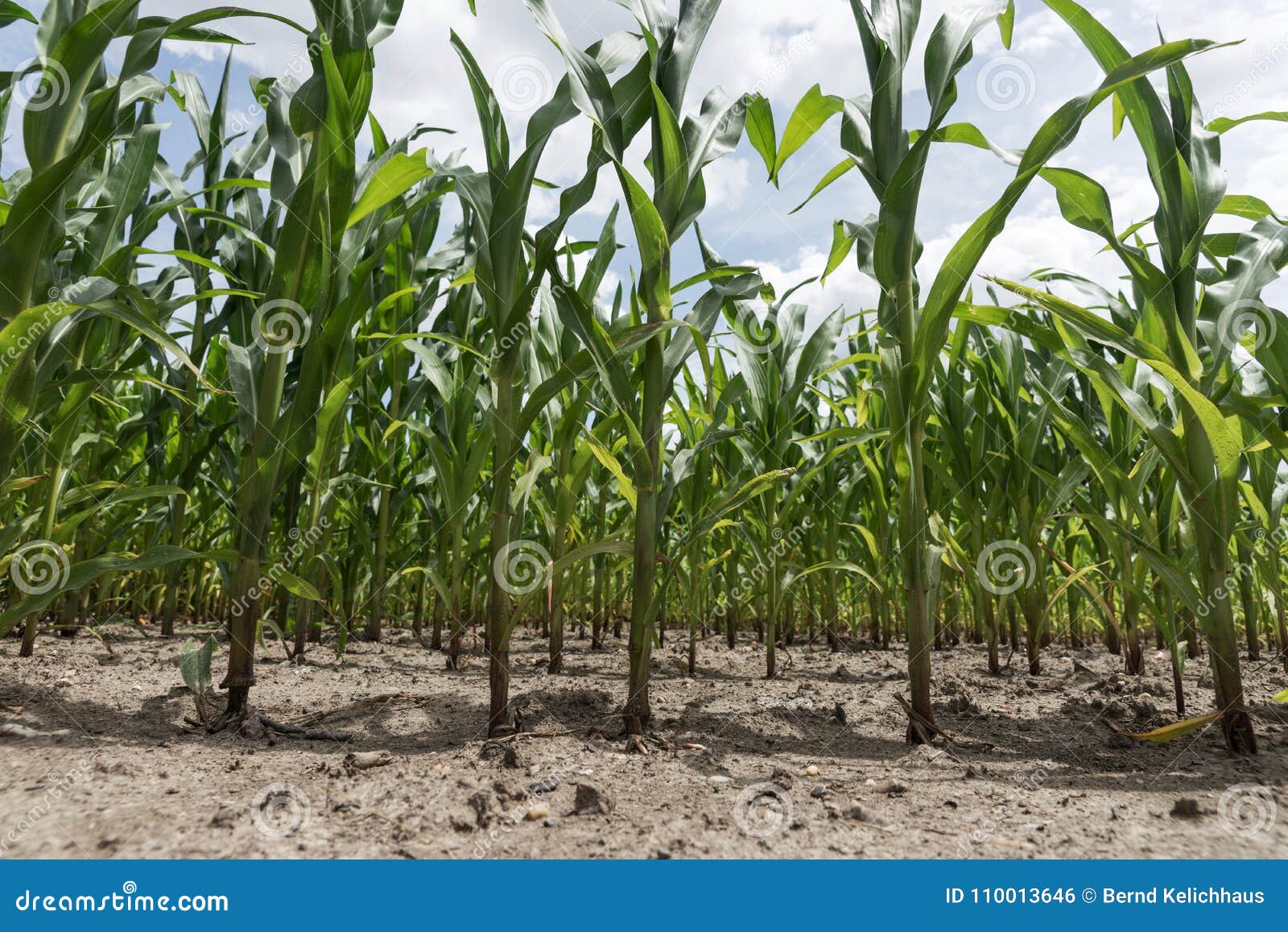 Rows of Corn Maize Growing in the Field Stock Photo - Image of cereal ...